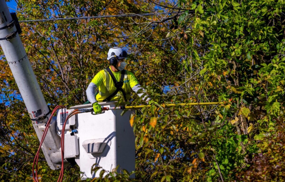3 Signs Your Trees Are Too Close to Power Lines - Cii Central