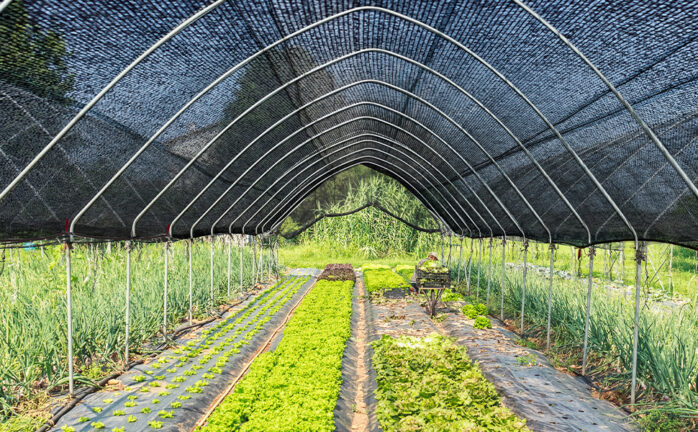 Putting Up Shade Cloth ─ Easy Steps for a Sturdy and Helpful Setup ...