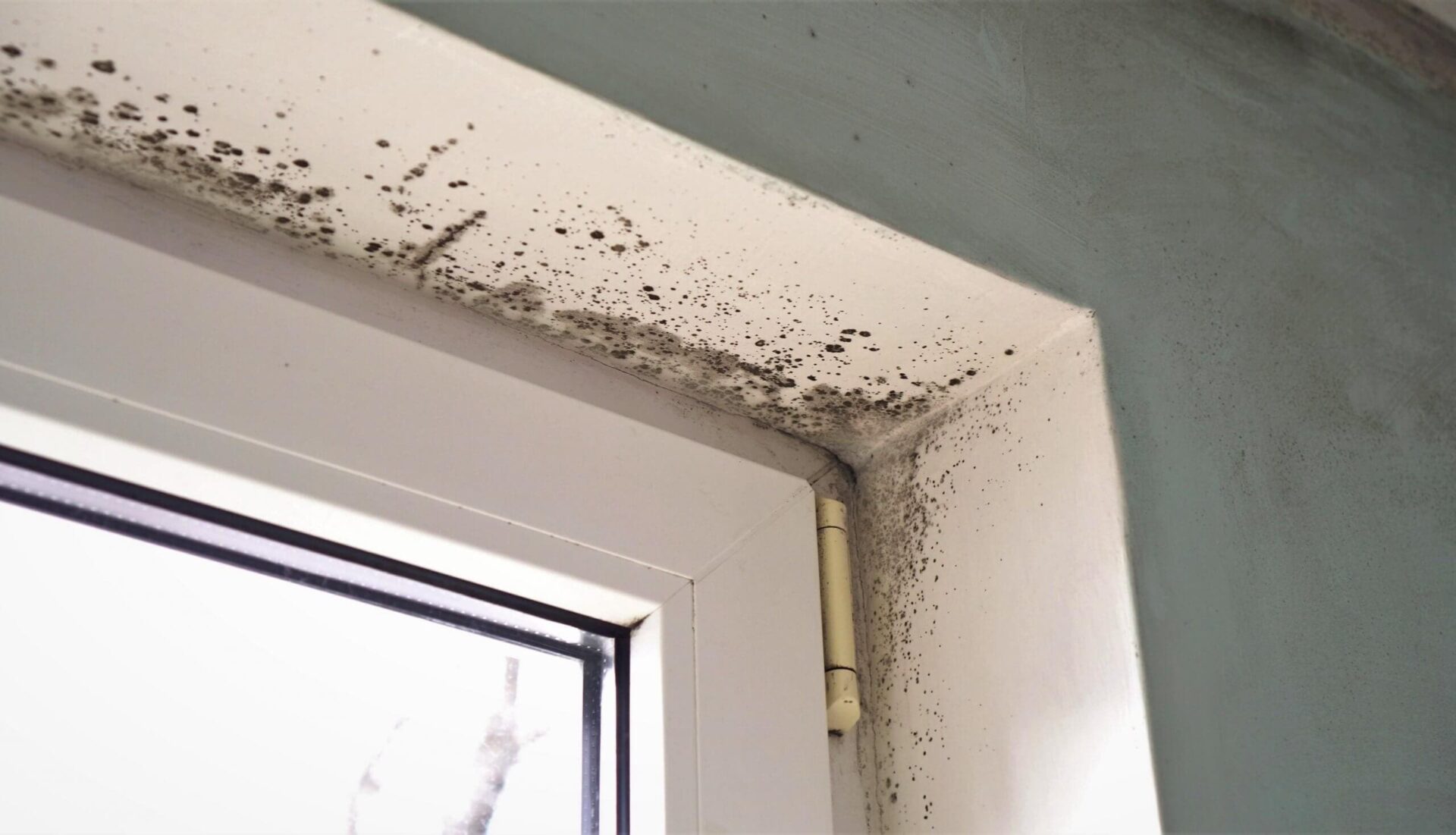 Signs of Visible Mold and How to Detect Hidden Mold - Cii Central